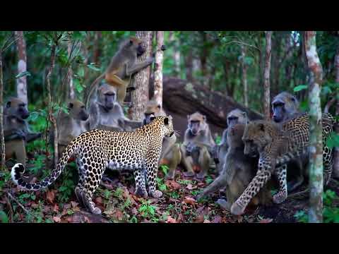 A lone leopard and a gang of monkey #jungle #leopard #monkeys