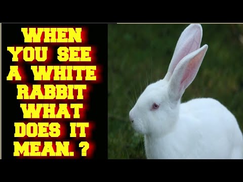 WHEN YOU SEE A WHITE RABBIT WHAT DOES IT MEAN ?