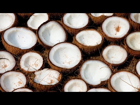 Solomon Islands coconut industry under threat