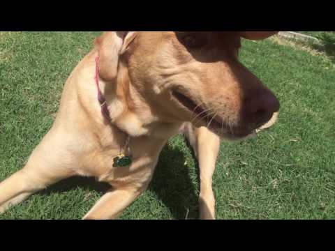 My dog had a seizure