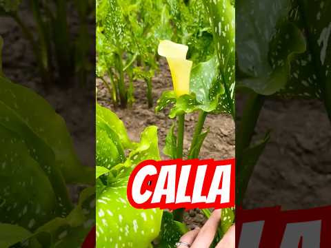 Calla lily field is going to bloom