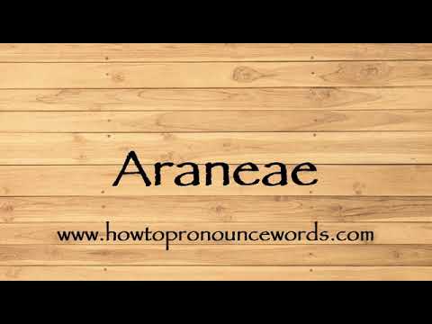 How To Pronounce Araneae ? How To say Araneae New Video