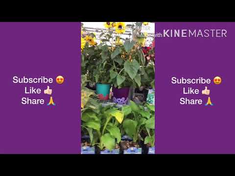 Plant shopping at Walmart 2020 | Montreal Plants Shopping Tour | Walmart Plant tour