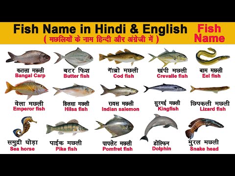 Fish Names in English and Hindi With Pictures | मछलियों के नाम | English Vocabulary