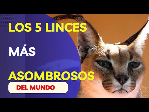 THE 5 MOST AMAZING lynxes IN THE WORLD