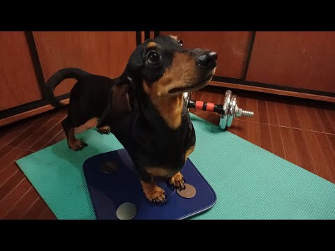 Unboxed! realme Smart Scale 16-in-1 Health Tracker