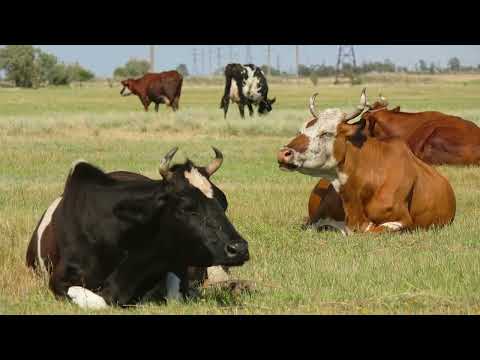 Cows on pasture in field | No Copyright Stock Video