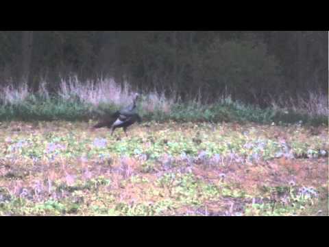 Michigan Turkey Hunt with Scott Zisler