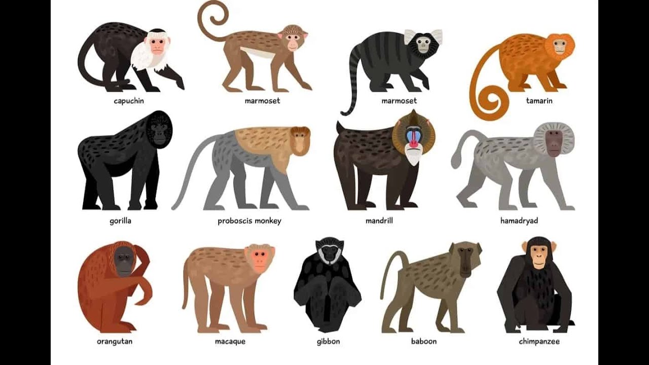 Monkey Breed Classification using Deep Learning!!
