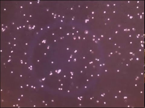 Living biointerfaces based on non-pathogenic bacteria support stem cell differentiation