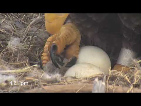 3-31-19 Two Harbors~ Pip Watch~ Close Up Of The Eggs