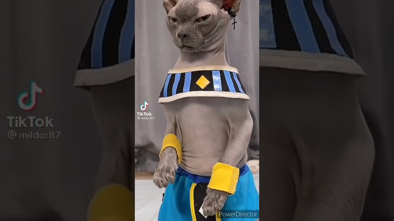 Gato bills