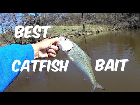 Loading Up On The BEST Catfish Bait | How To Catch Skipjack Herring