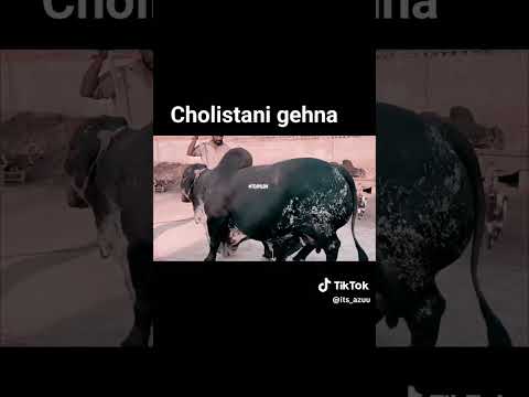 cholistani gehna one &only decent