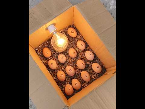 How to make a home incubator at home from a paper box