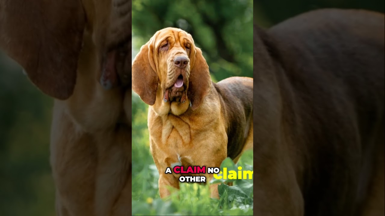 Bloodhounds: The Incredible Tracking Dogs That Find Anyone!