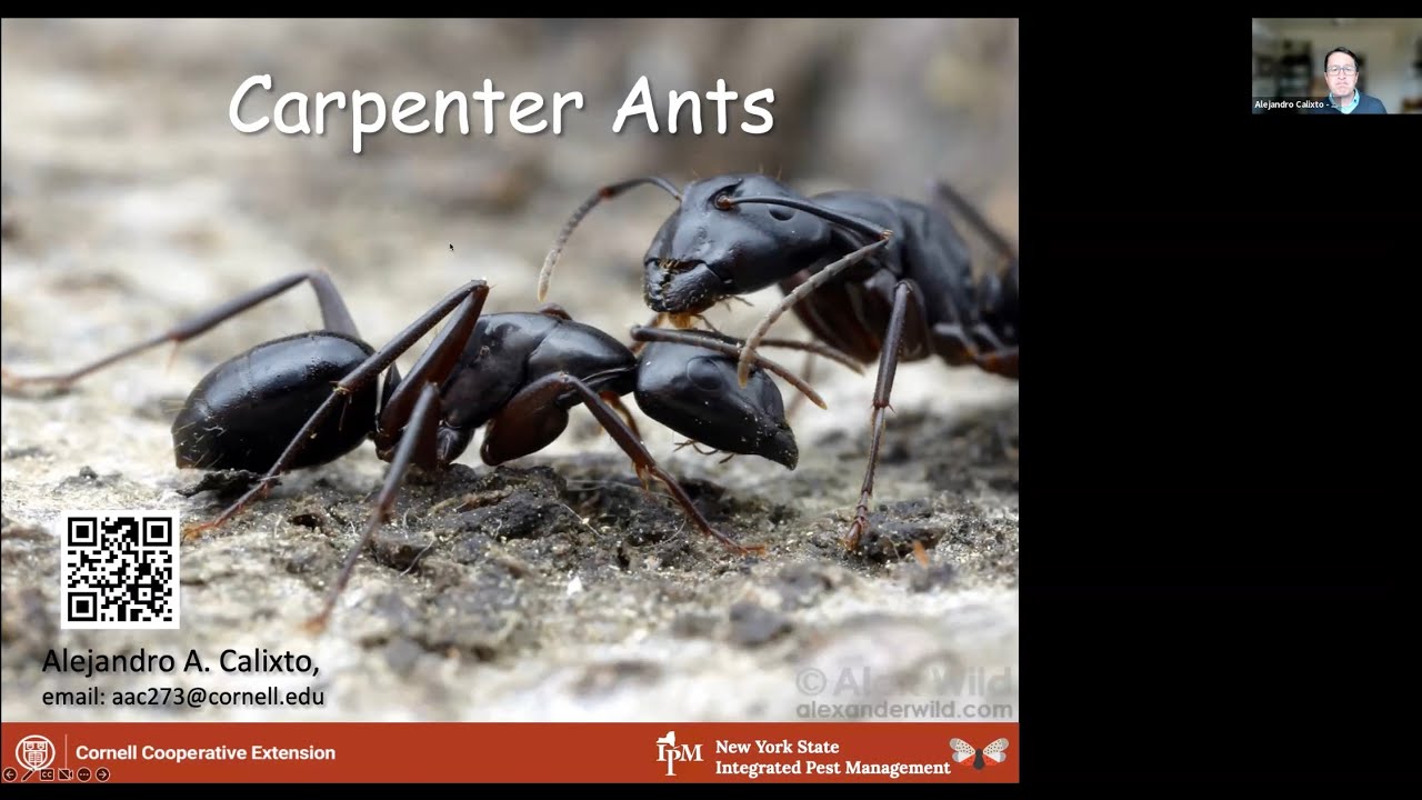 Carpenter Ants | Carpenter Bees 3/3/2023