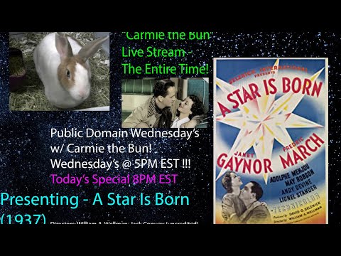 Live Carmie the Bun Cam Public Domain Movie! (A Star Is Born (1937))  [BETA 11.8]