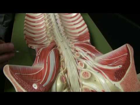 Pelvic Bones and Nerves