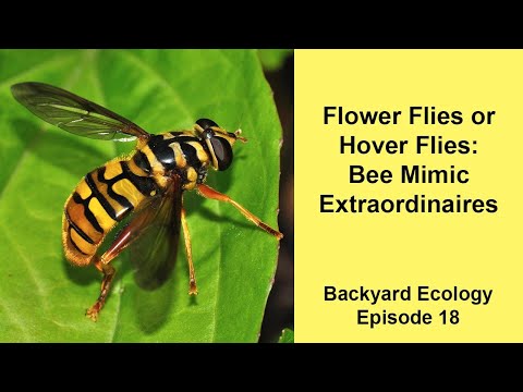 Flower Flies or Hover Flies: Bee Mimic Extraordinaires