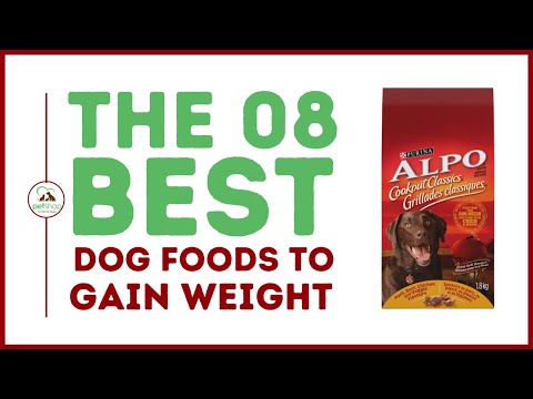 The Best Dog Foods to Gain Weight