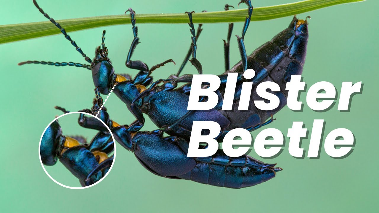 The Insane Toxin of the American Oil Beetle // Creepy Crawlies