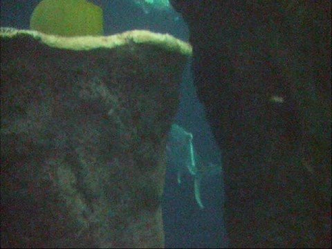 South Carolina Aquarium