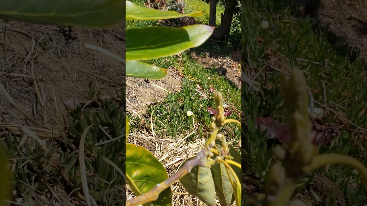 Avocado leaf bud vs fruit bud