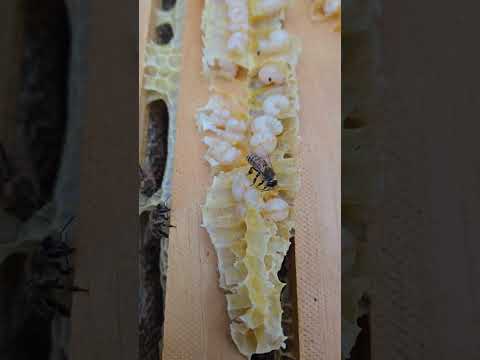 This hive is in trouble!