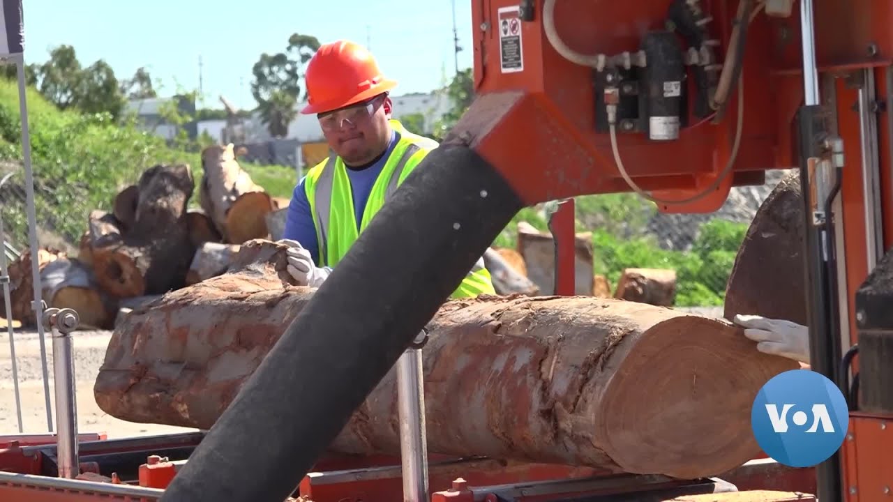 Recycling Trees in an Urban Sawmill | VOANews