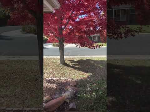 Stunning red maple in Denver! #shoplife