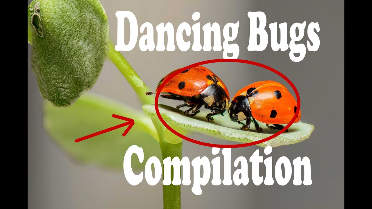 Dancing Bugs Compilation
