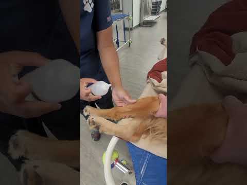 Lateral saphenous venipuncture on a canine (YTI Externship 2023)