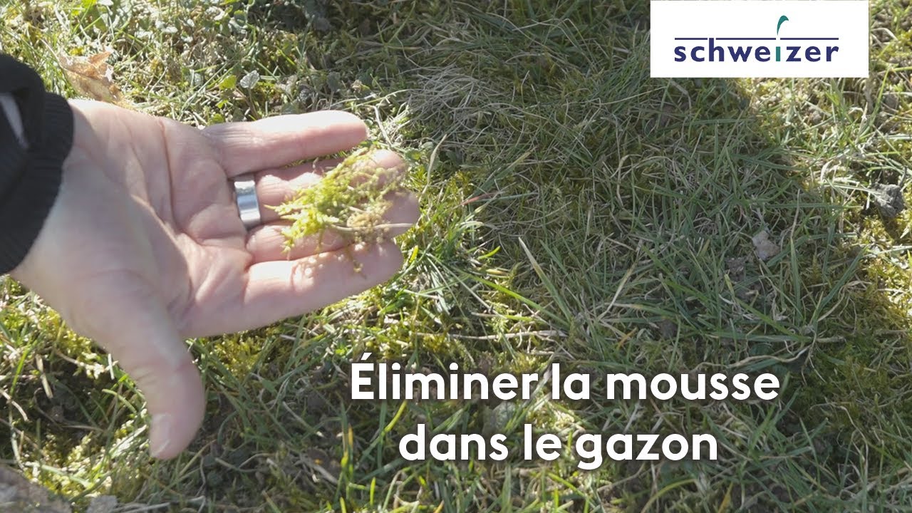 Éliminer la mousse dans le gazon | Conseiller-gazon | Eric Schweizer SA