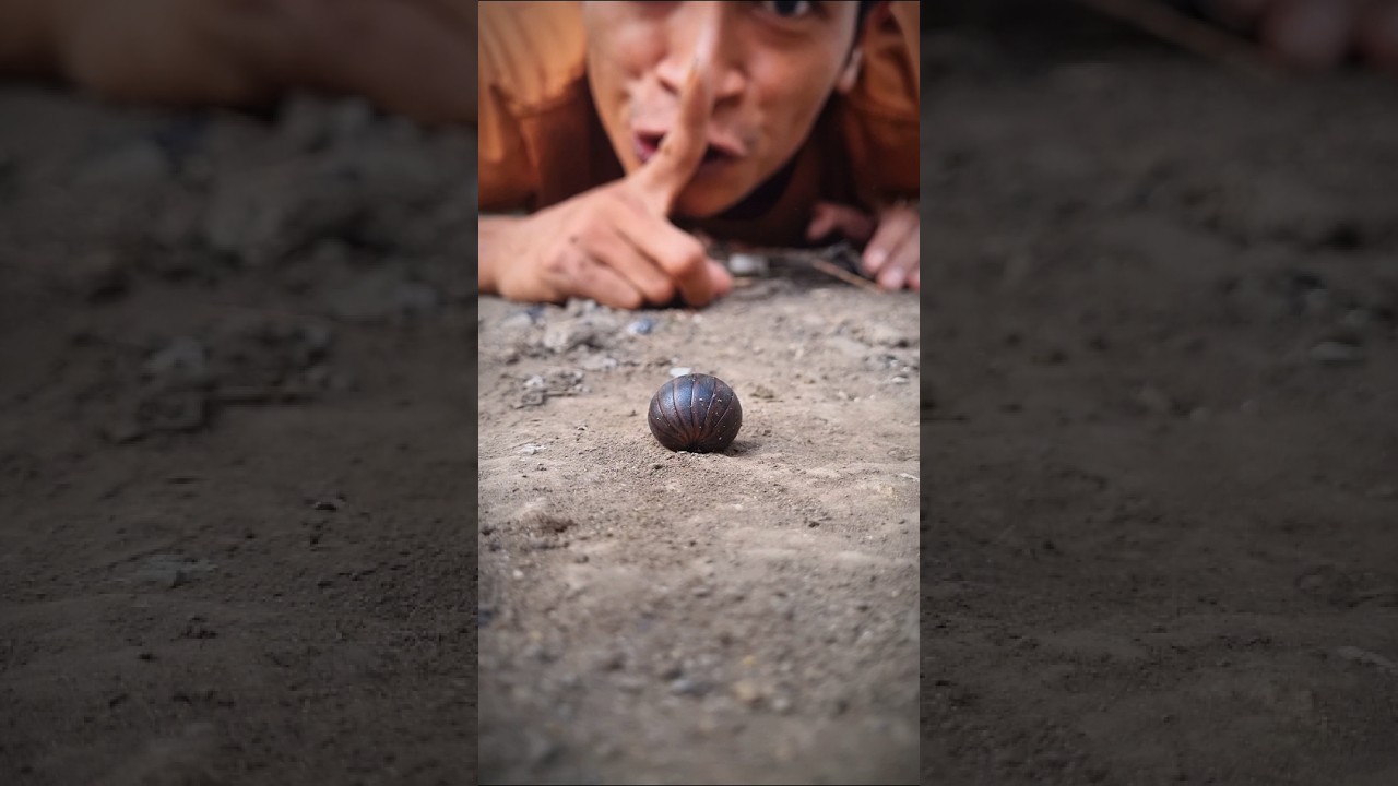 Don't blink, this is the cutest pill millipede in the world #pillmillipede #shorts