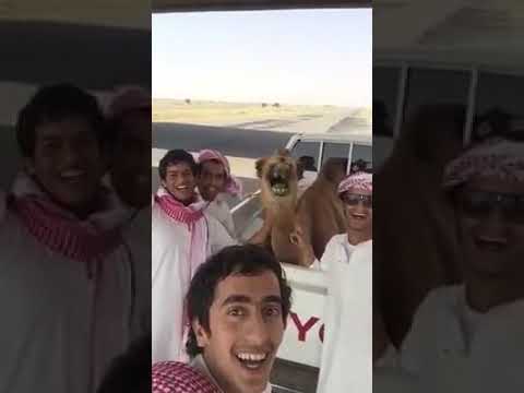 Arab funny video with camel