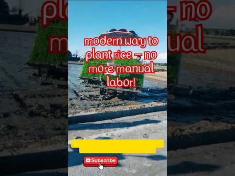 Modern Way to Plant Rice — No More Manual Labor!#TeknologiPertanian #MesinCanggih #PetaniModern