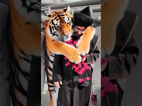 Mufti Salman azhari with tiger ❤????#viralreels #viralvideo #subscribe