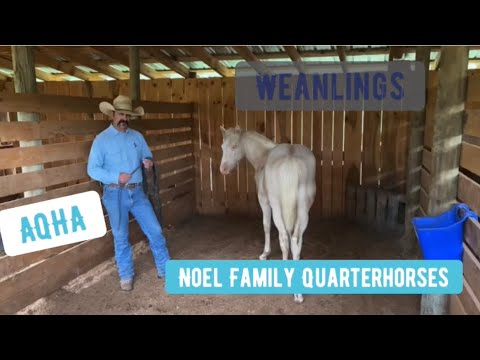 AQHA weanlings for sale-Haltering and leading session.