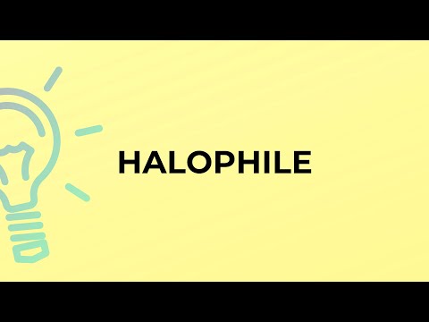 What is the meaning of the word HALOPHILE?
