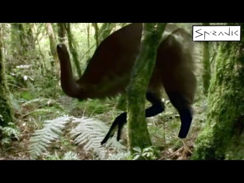 The Wildlife of New Zealand