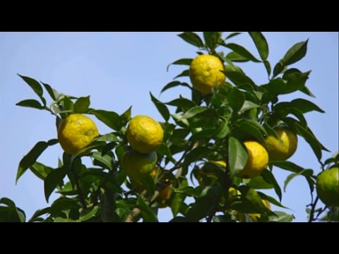 Yuzu The Fruit that Saved a Village