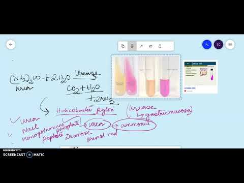 UREASE PRODUCTION TEST