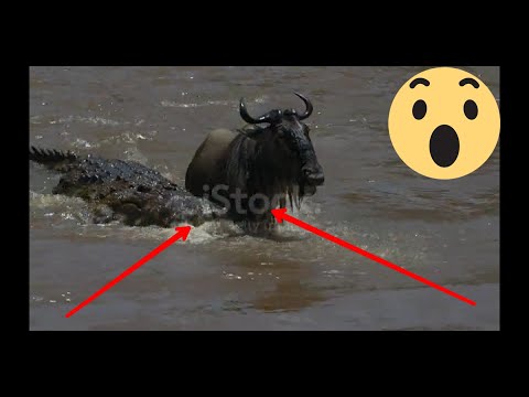 predatory animals