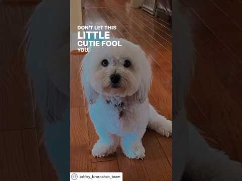 Pet Cameras🐶📸 #delawarerealestate #homebuyertips #marylandrealestate #firsttimehomebuyertips