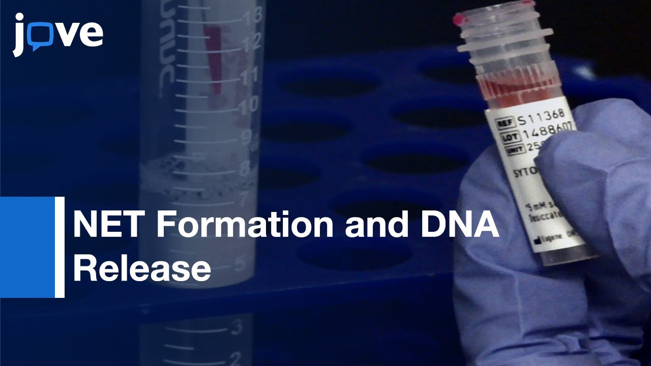 NET Formation in Neutrophils and Extracellular DNA Release Mesurement | Protocol Preview