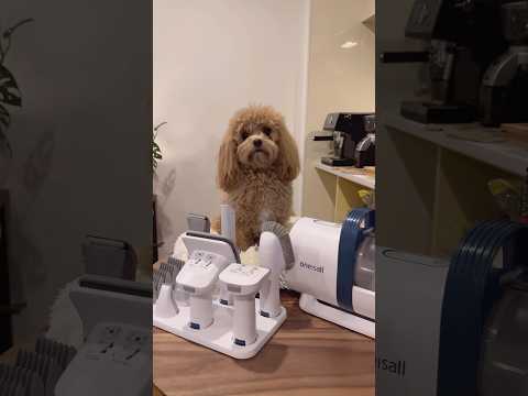 Grooming time made easier using oneisall pet grooming vacuum kit. 🤎 Link in the description box! 🐾