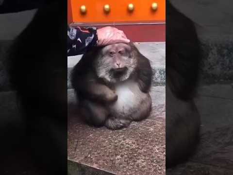Xing Xing the Monkey and Grandma Ye: A Heartwarming Tale of Friendship