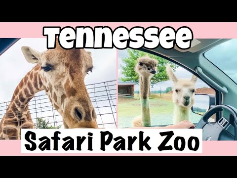 Tennessee Safari Park HILARIOUS encounter! 😂 | Drive thru Zoo