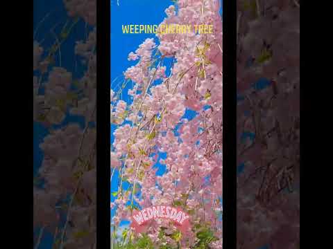 The beauty of weeping cherry tree.